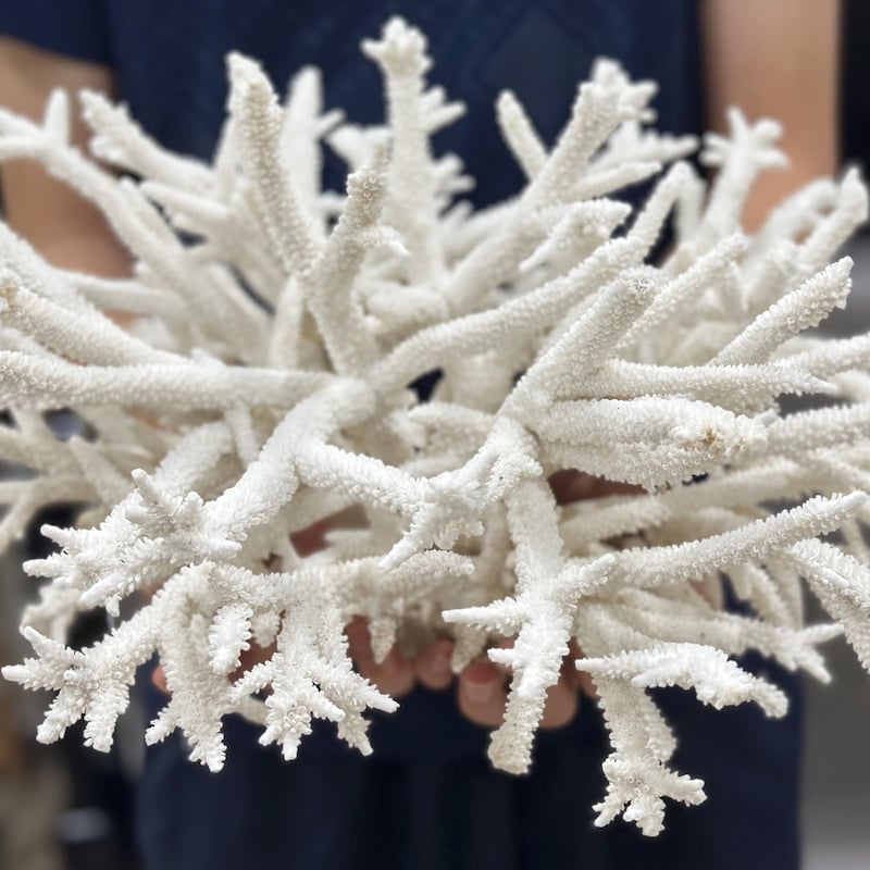 Large White Coral - Etsy