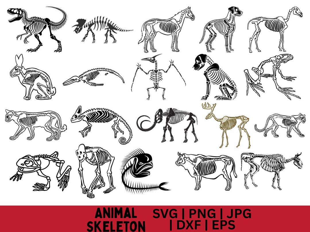 High Quality Animal Skeleton SVG Bundle, Animal Skeleton Dxf, Animal ...