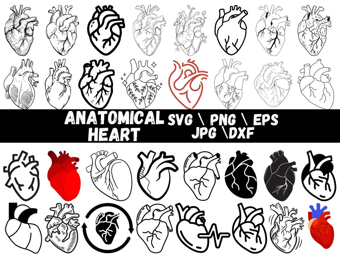 Anatomical Heart SVG Bundle: Floral Design, Medical Anatomy Cut Files ...