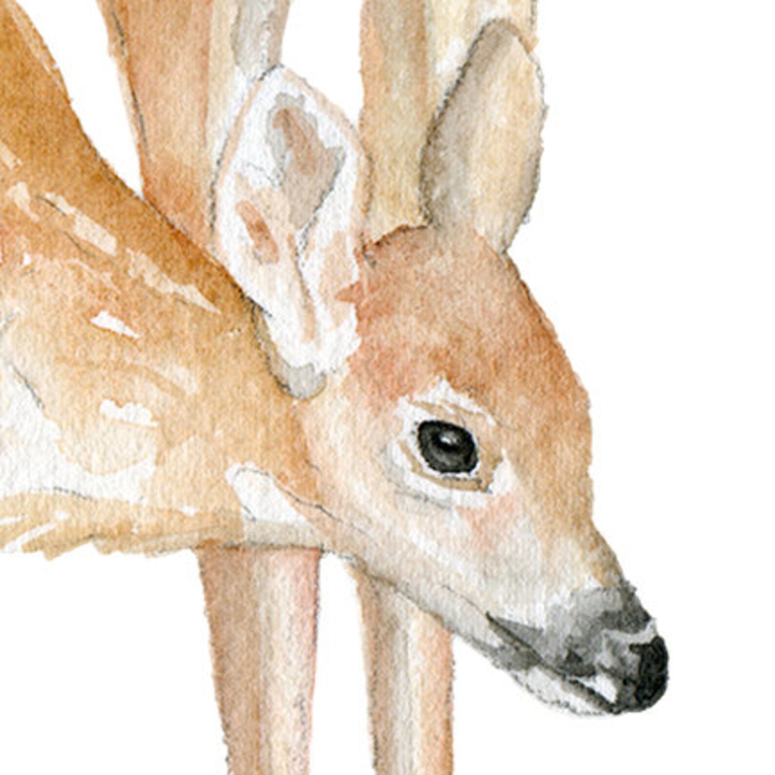 Doe and Fawn Watercolor Painting Print Woodland Animal Giclee - Etsy