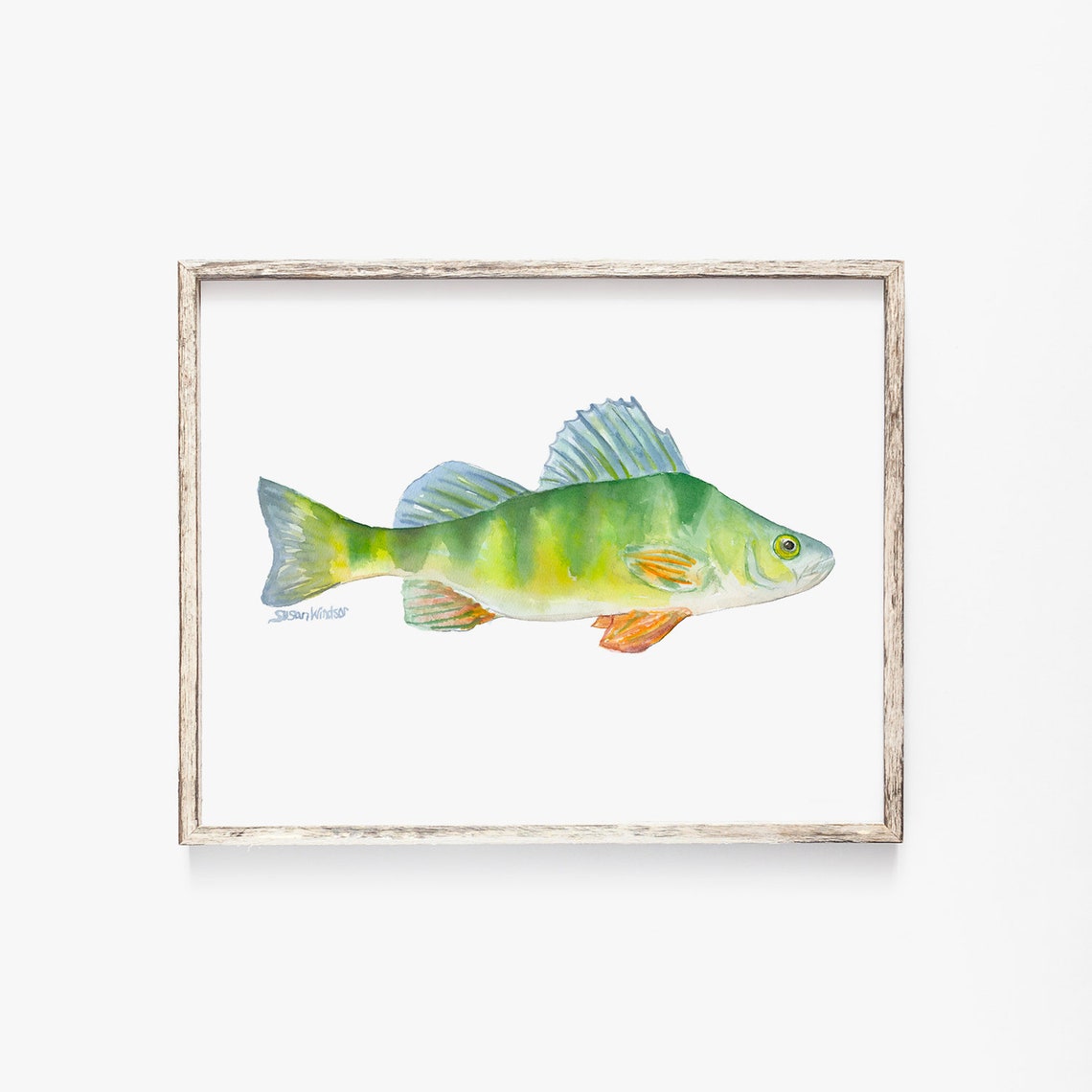 Perch Watercolor Print Fishing Art Fisherman Painting - Etsy
