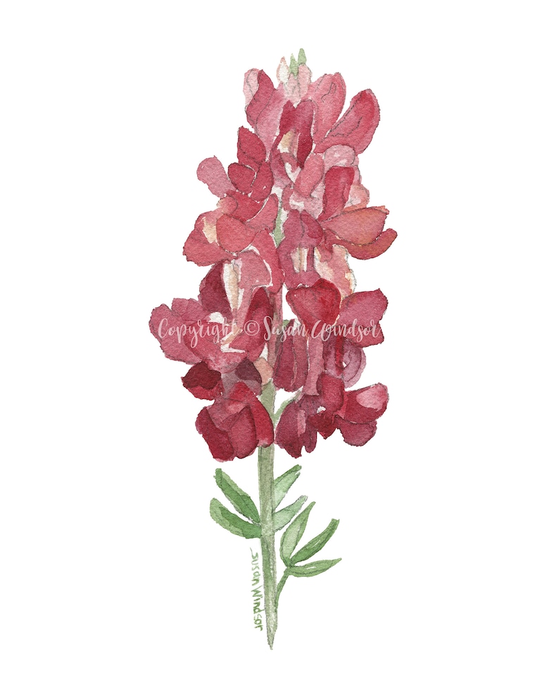 Maroon Bonnet Wildflower Watercolor Painting Giclee Print - Etsy