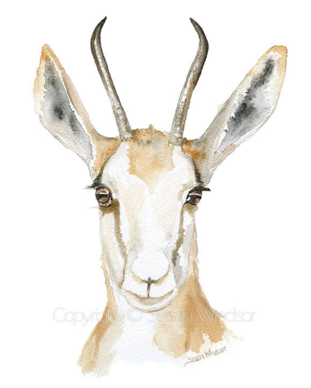 Springbok Antelope Watercolor Painting Large Print - Wildlife ...