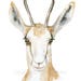 Springbok Antelope Watercolor Painting Large Print - Wildlife ...
