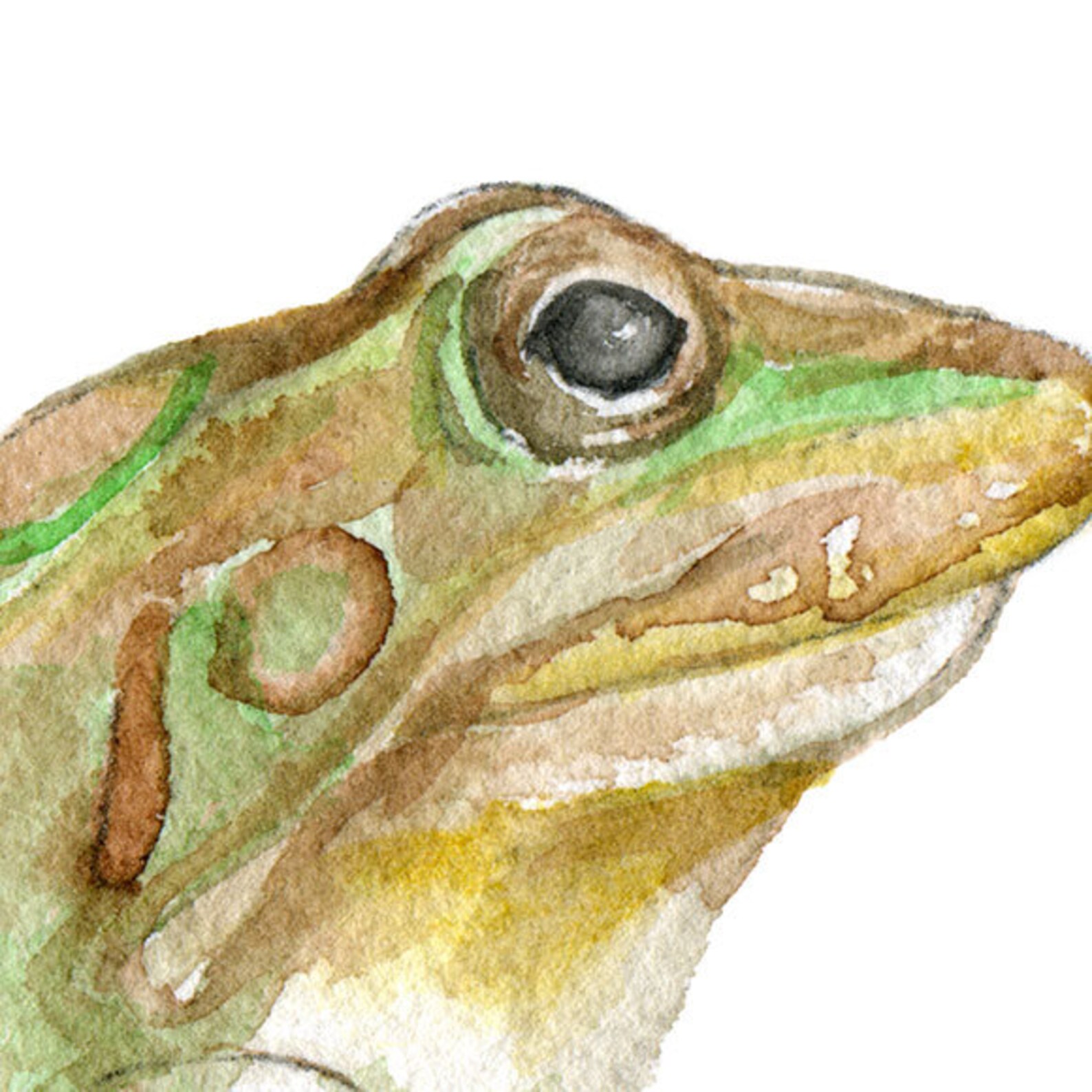 Leopard Frog Watercolor Painting Giclee Print Animal - Etsy