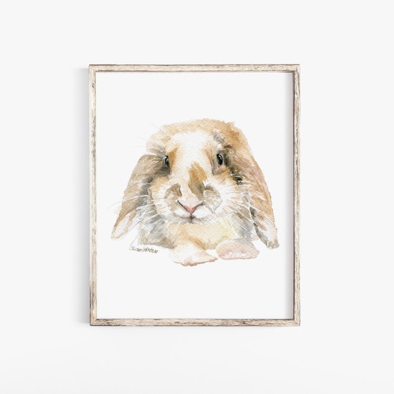 Mini French Lop