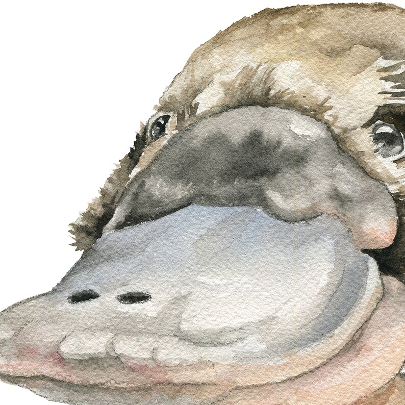 Platypus Watercolor Painting Giclee Print Reproduction - Etsy