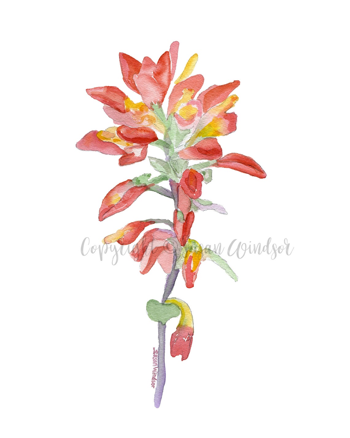 Watercolor Texas Wildflowers Art Prints Set of 5 Indian - Etsy