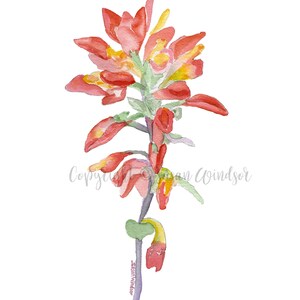 Watercolor Texas Wildflowers Art Prints Set of 5 Indian Blanket ...