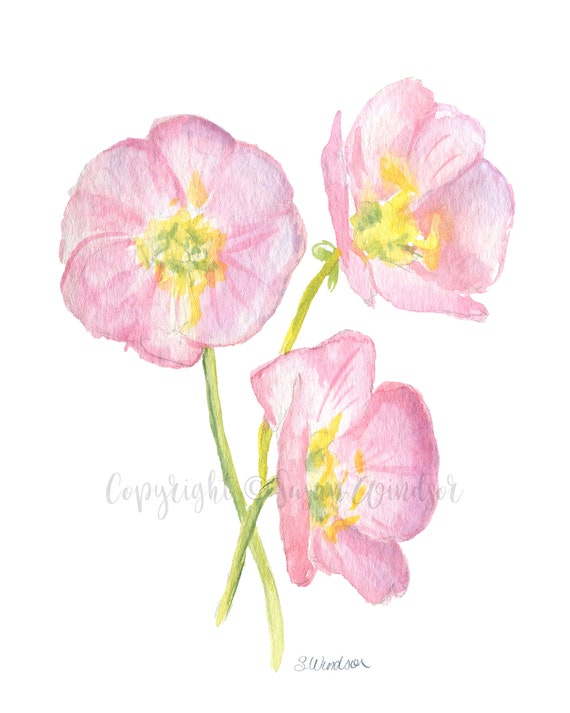 Pink Evening Primrose Drawing