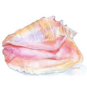 Conch Seashell Watercolor Painting Giclee Print Reproduction UNFRAMED ...
