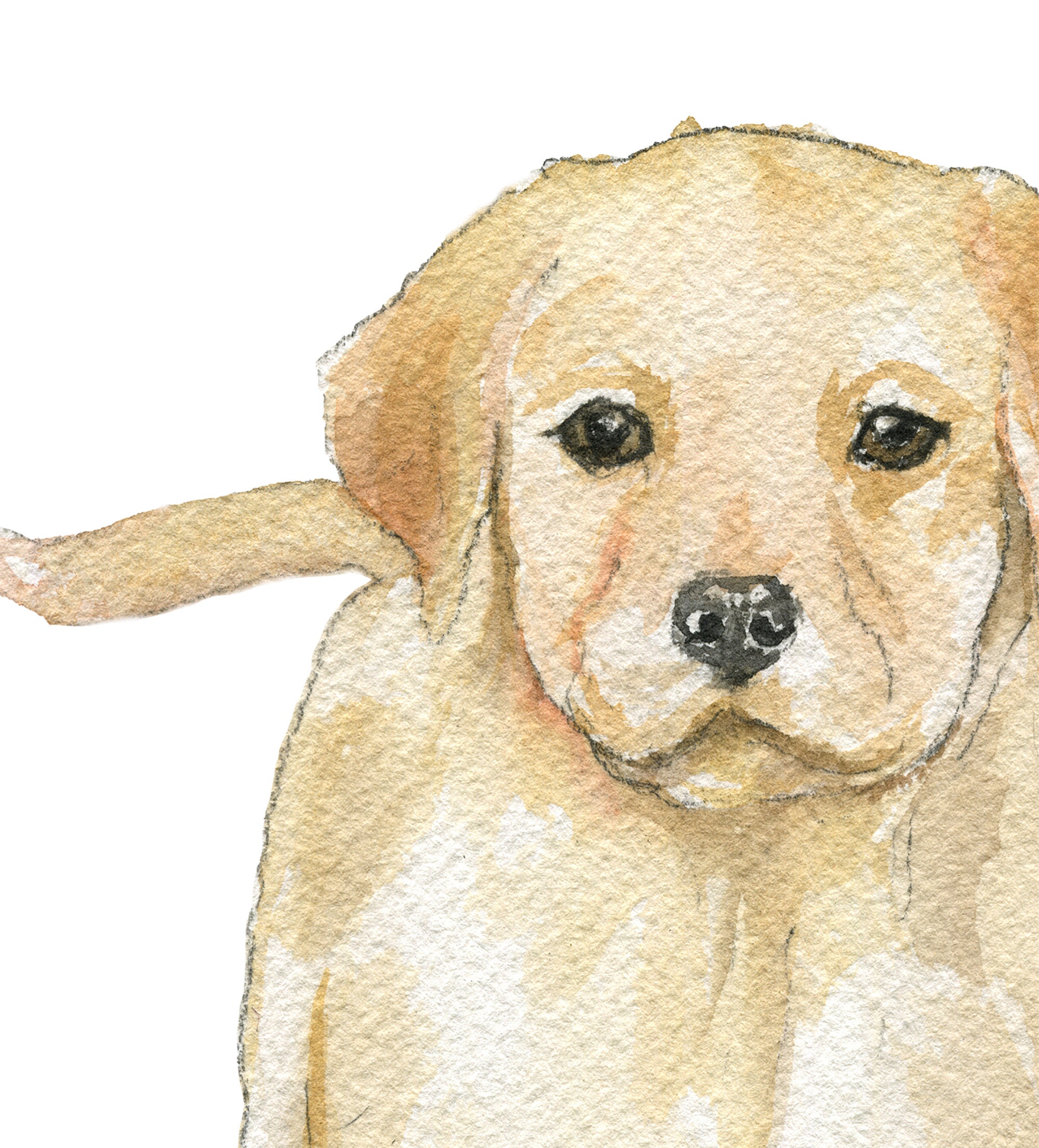 Yellow Lab Puppy Drawing