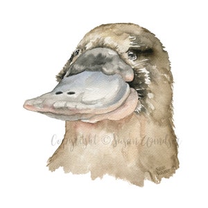 Platypus Watercolor Painting Giclee Print Reproduction - Australian ...