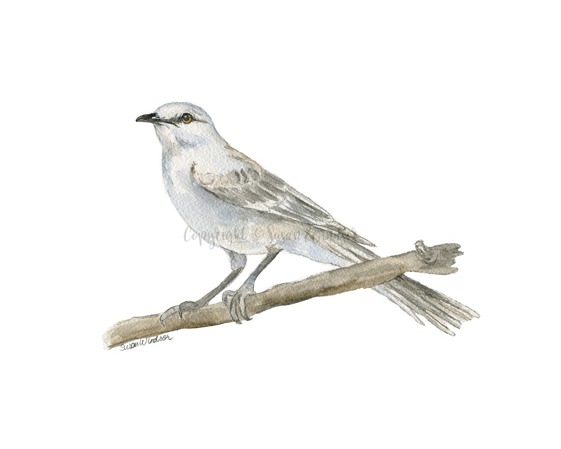 Mockingbird Watercolor Painting Giclee Print - Woodland Animal - Bird ...