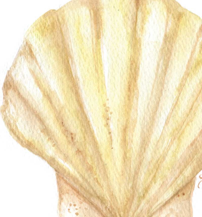 Clam Watercolor Painting Giclee Print Summer Beach Painting - Etsy