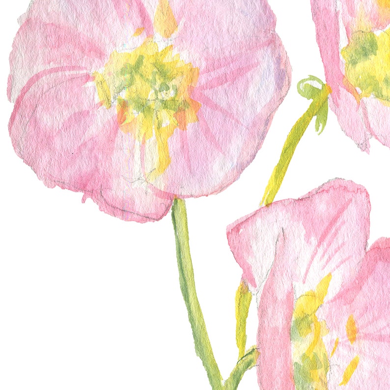 Pink Evening Primrose Wildflower Watercolor Painting Giclee | Etsy