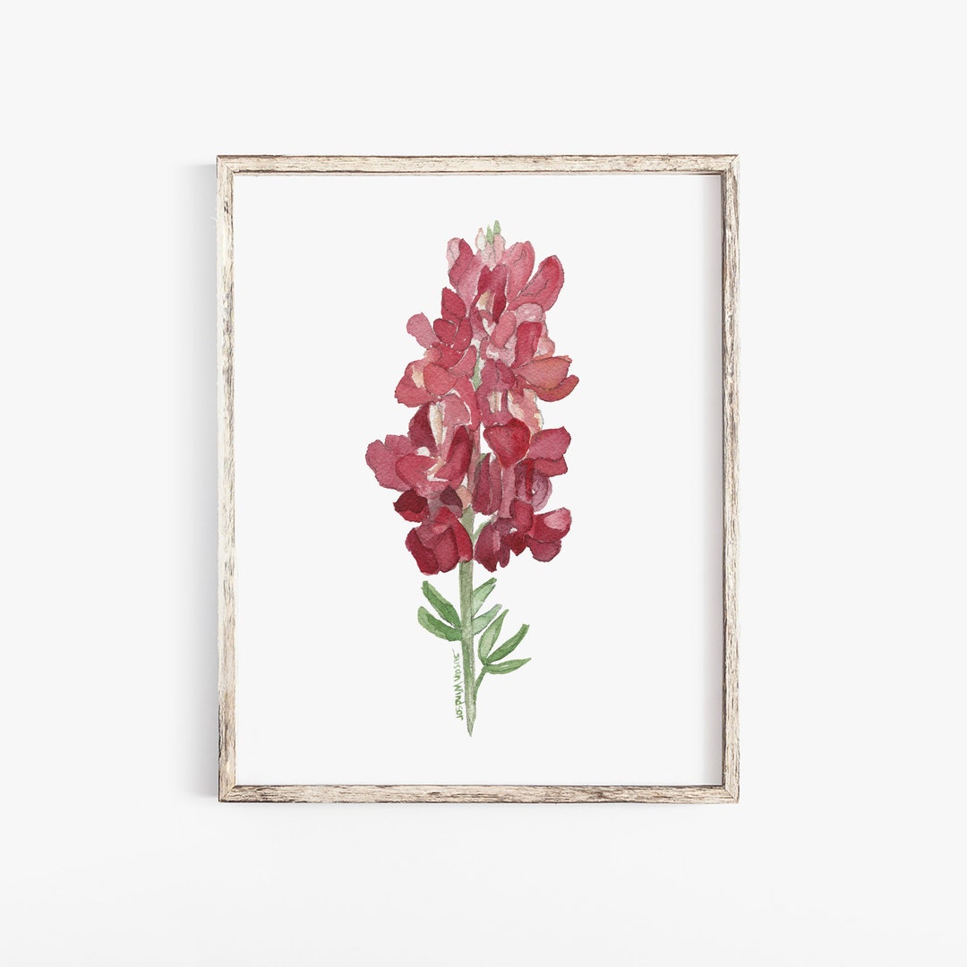 Maroon Bonnet Wildflower Watercolor Painting - Giclee Print UNFRAMED - Etsy