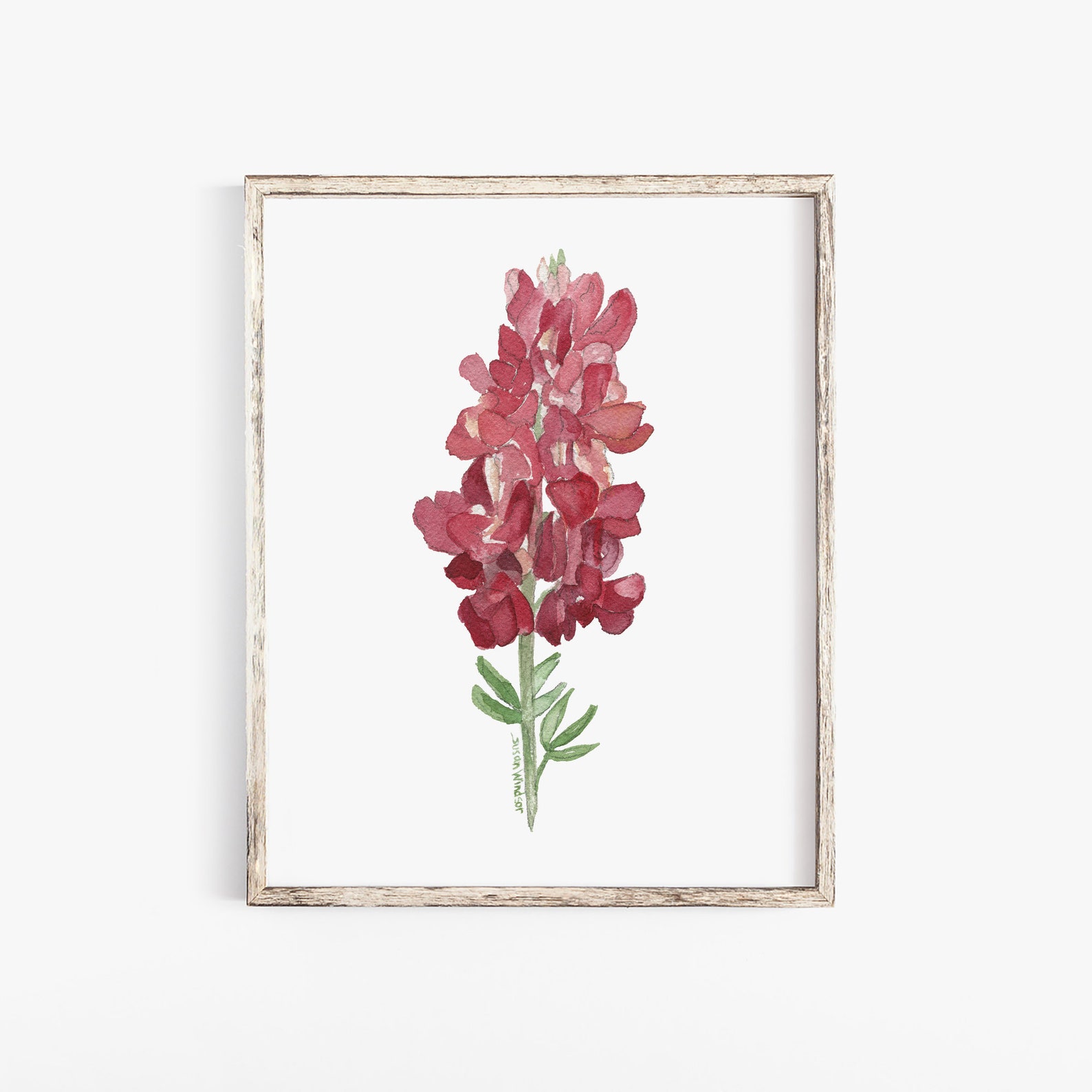 Maroon Bonnet Wildflower Watercolor Painting Giclee Print - Etsy