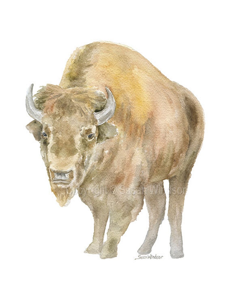 Texas Animals Watercolor Card Set Greeting Cards 5x7 A7 Size - Western ...