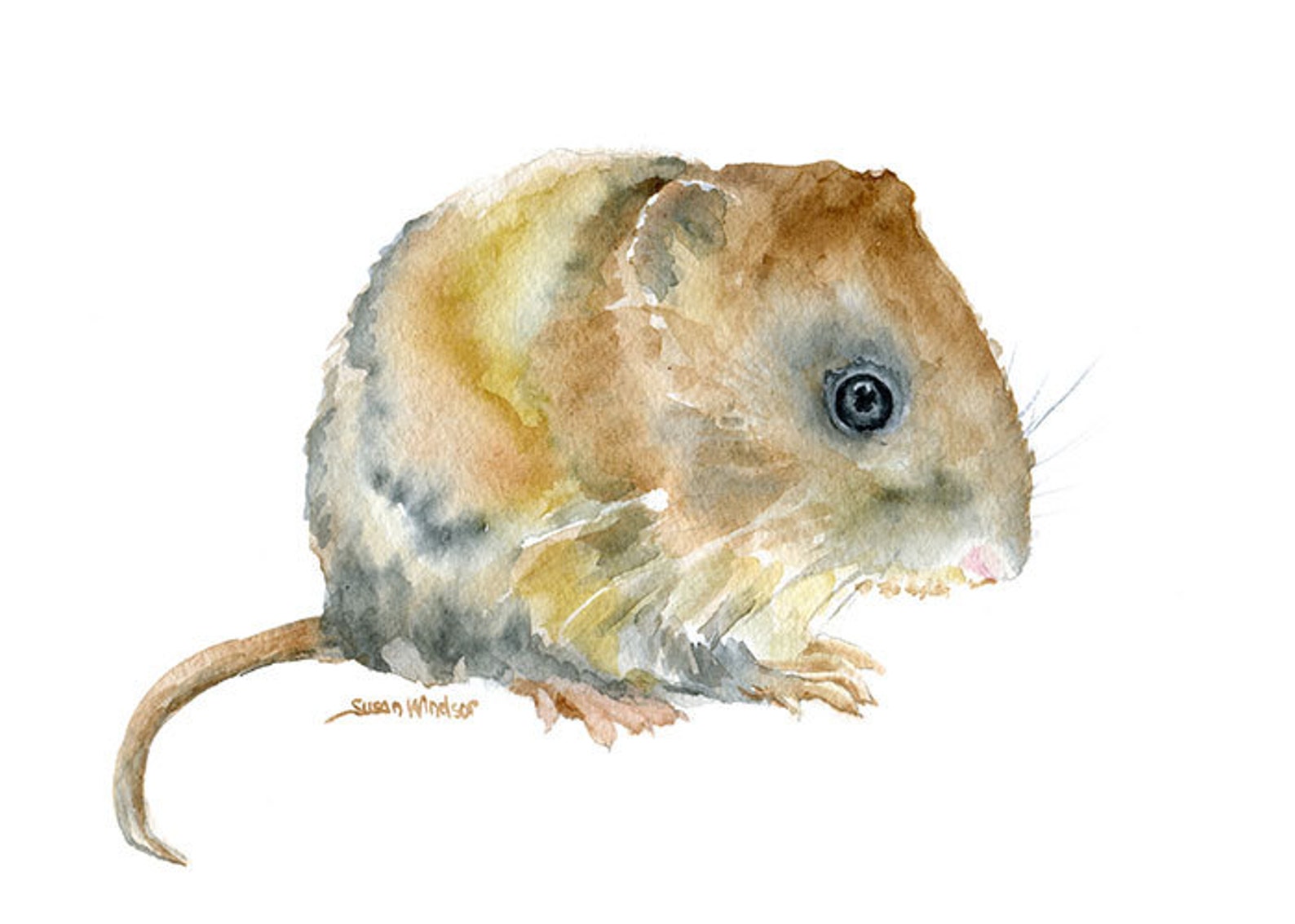 Vole Watercolor Painting Giclee Print Woodland Animal Nursery Art ...
