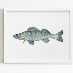 Walleye Fish Watercolor Painting Giclee Reproduction Fine Art - Fishing ...