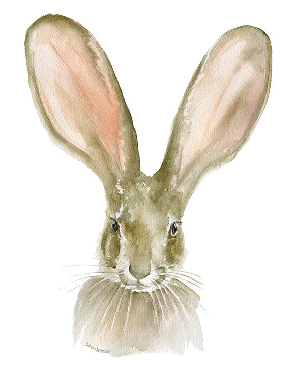 Jack Rabbit Watercolor Painting Giclee Print Reproduction - Etsy