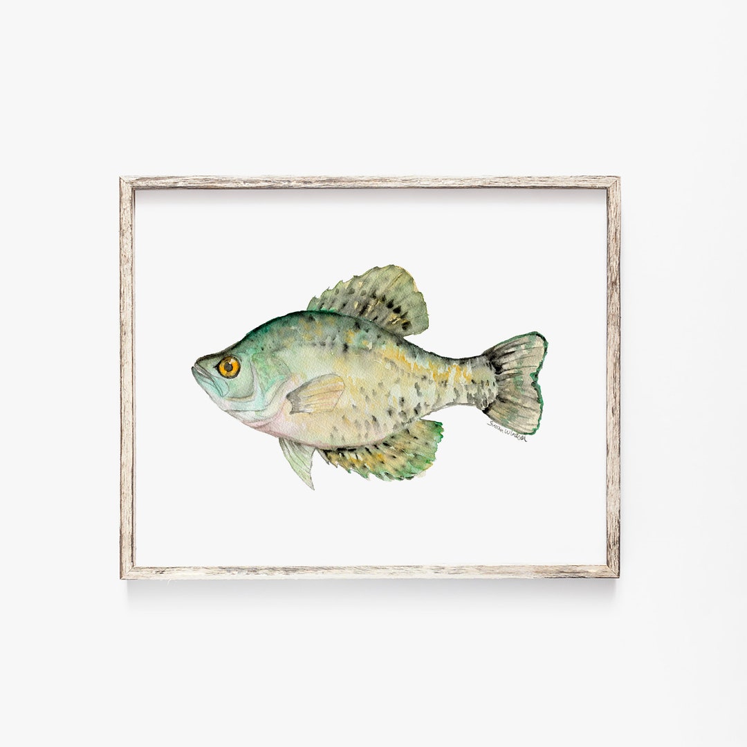 Black Crappie Watercolor Print - Fishing Art - Fisherman Painting ...