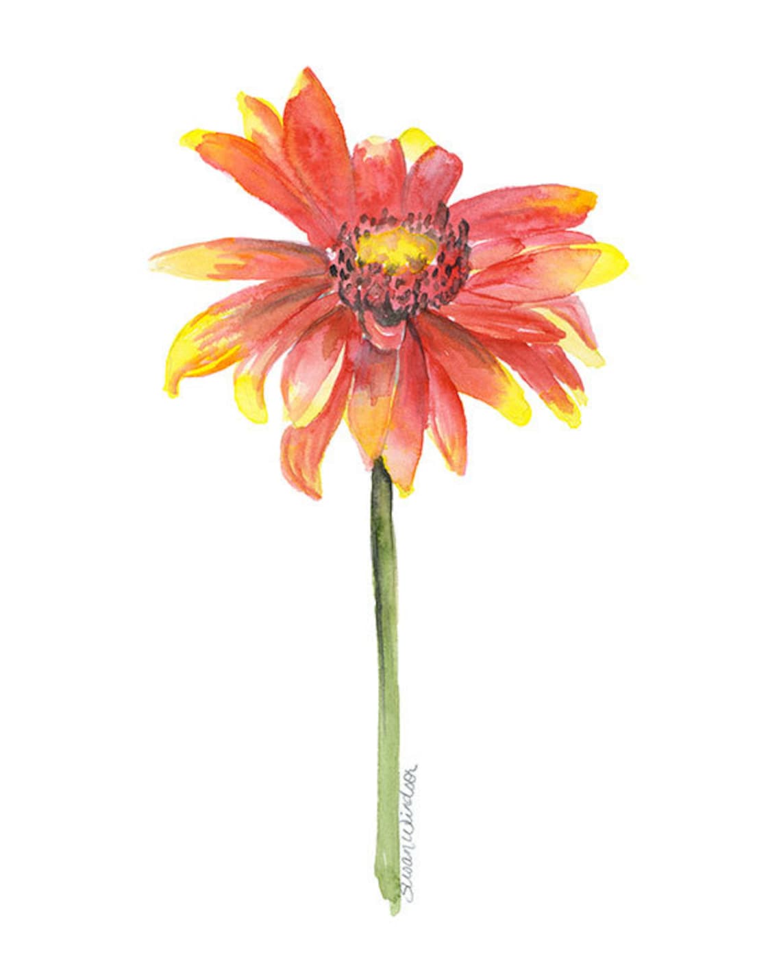 Watercolor Texas Wildflowers Art Prints Set of 5 Indian - Etsy