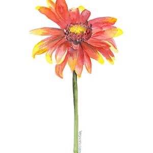 Watercolor Texas Wildflowers Art Prints Set of 5 Indian Blanket ...