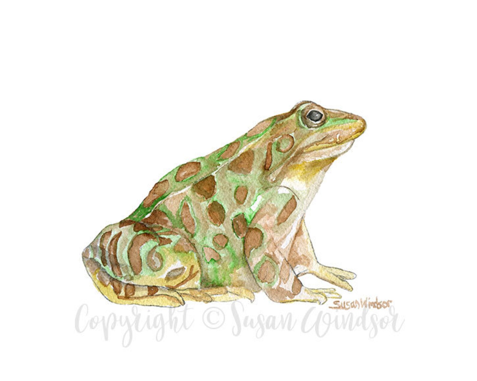 Leopard Frog Watercolor Painting Giclee Print Animal | Etsy