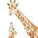 Mother and Baby Giraffes Watercolor Painting 12 X 16 Gallery Wrapped ...