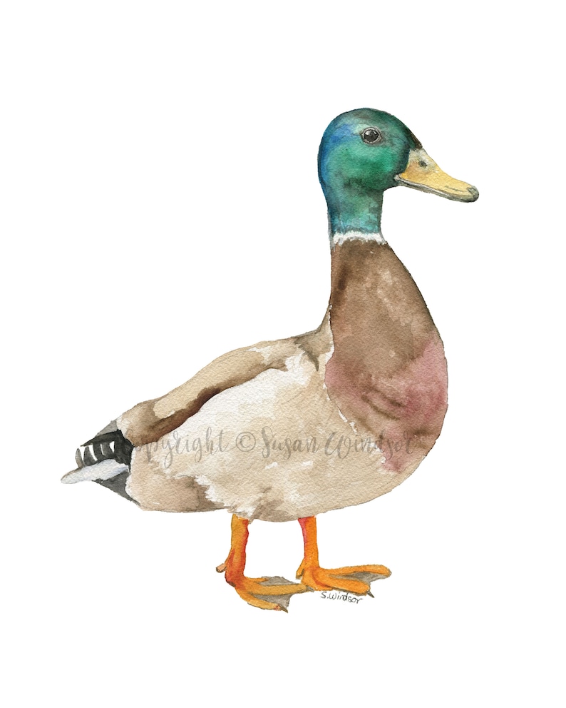 Mallard Duck Watercolor Painting Giclee Print Reproduction Woodland ...