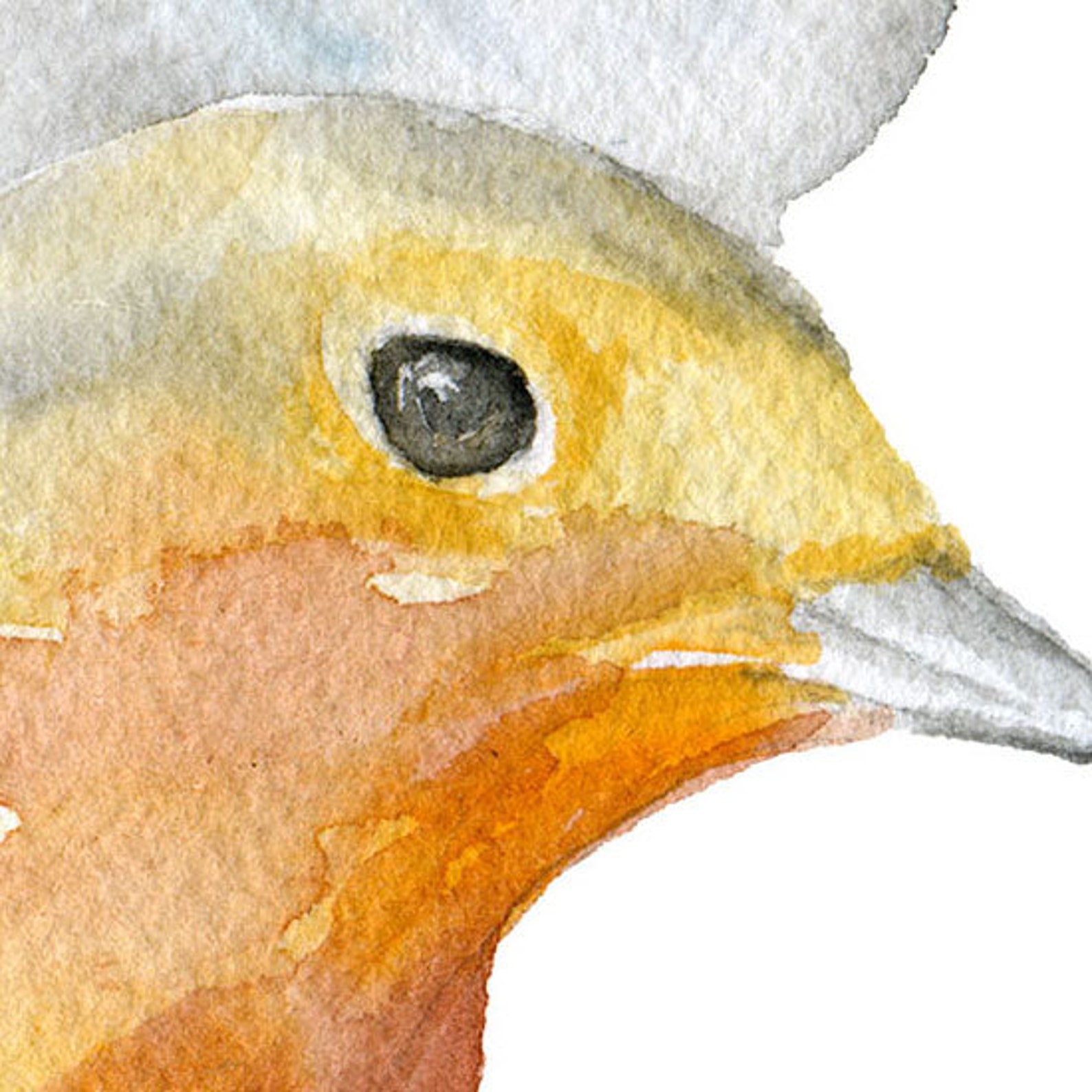 Robin Watercolor Painting - 7 X 5 - Fine Art Giclee Print Reproduction ...