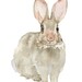 Cottontail Bunny Rabbit Watercolor Paintings - Set of 2 Prints - Front ...