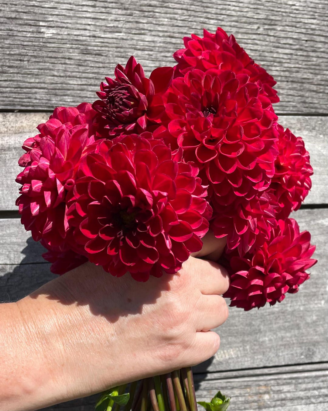 Red Cap Dahlia Tuber - Etsy