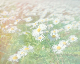 Daisy Field - Etsy