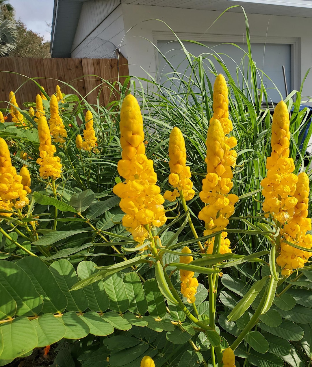 100 Cassia Senna Alata Seeds - the Candlestick Plant - 100% Organic Seeds Cultivated at Maturity ...