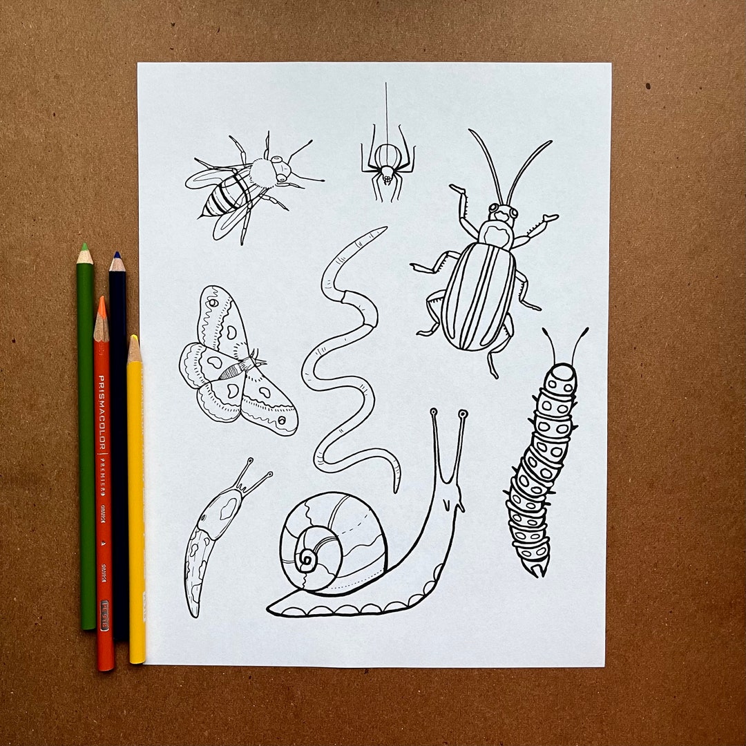 Bugs Coloring Page, Bug & Insect, Snail Coloring Sheet, Print Your Own ...