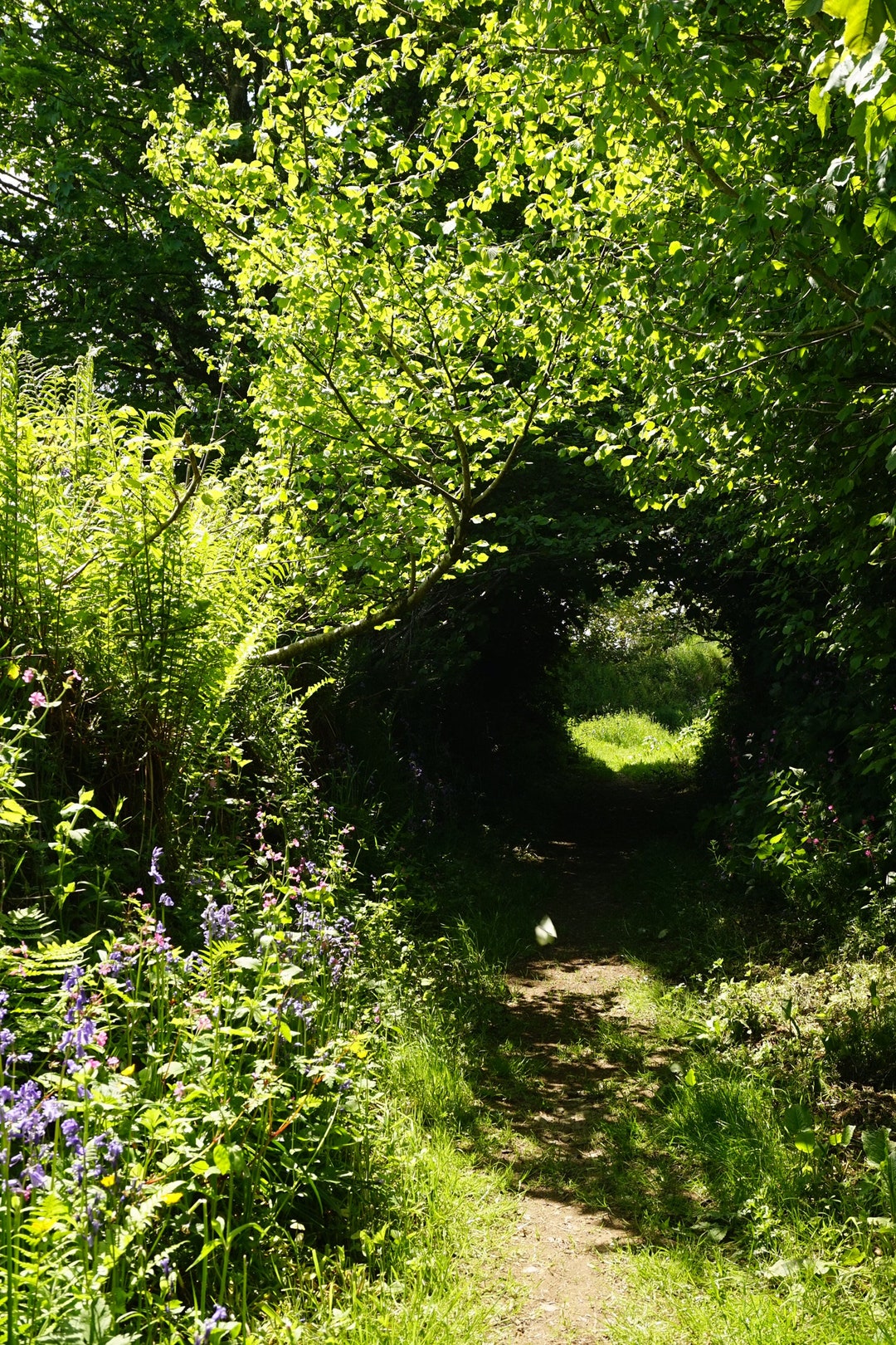 Holloway Path With Bluebells Near Tavistock May 2021 12x8 Photographic ...