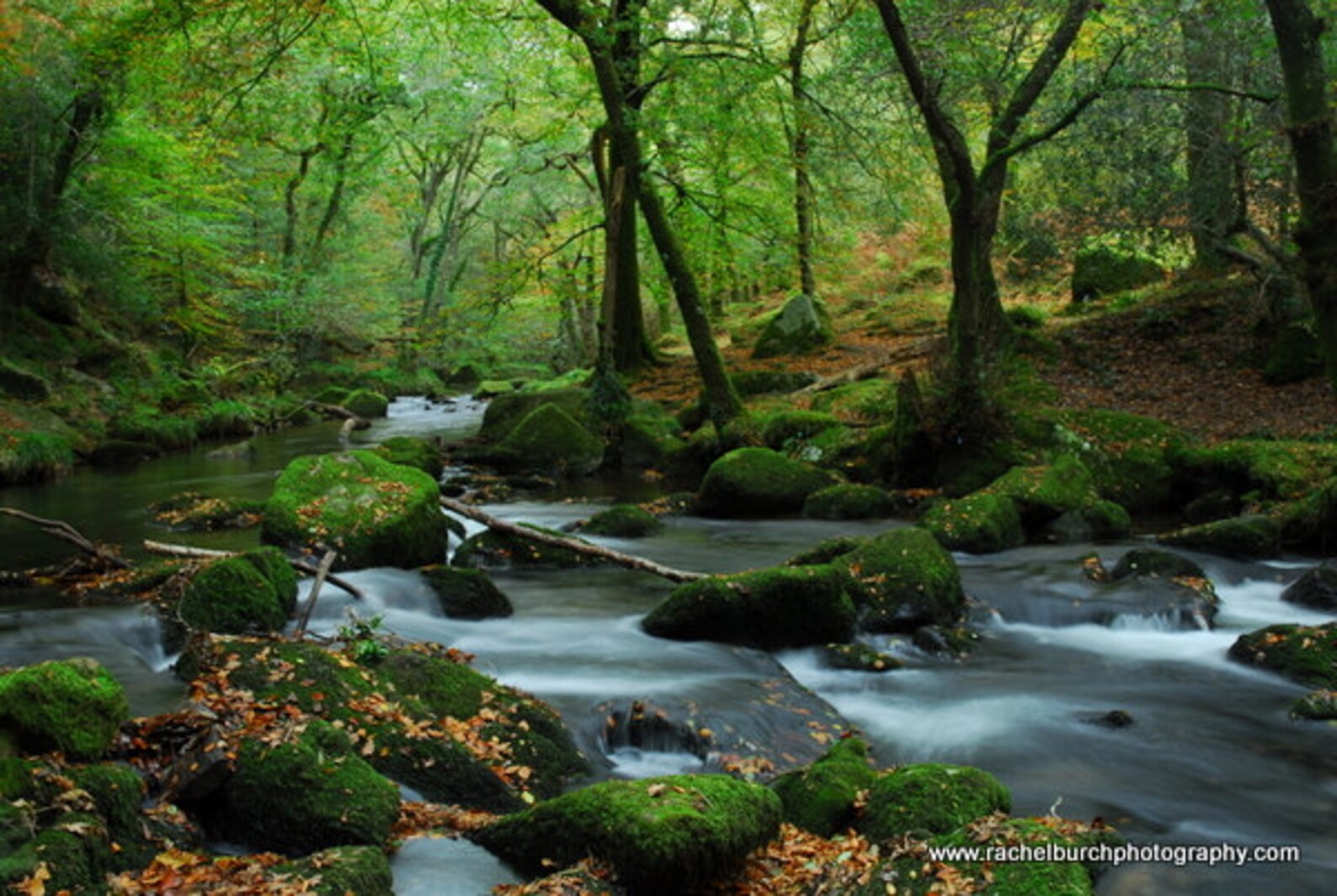 English Woodland in Autumn, Plym Valley Devon A4 Photographic Print - Etsy