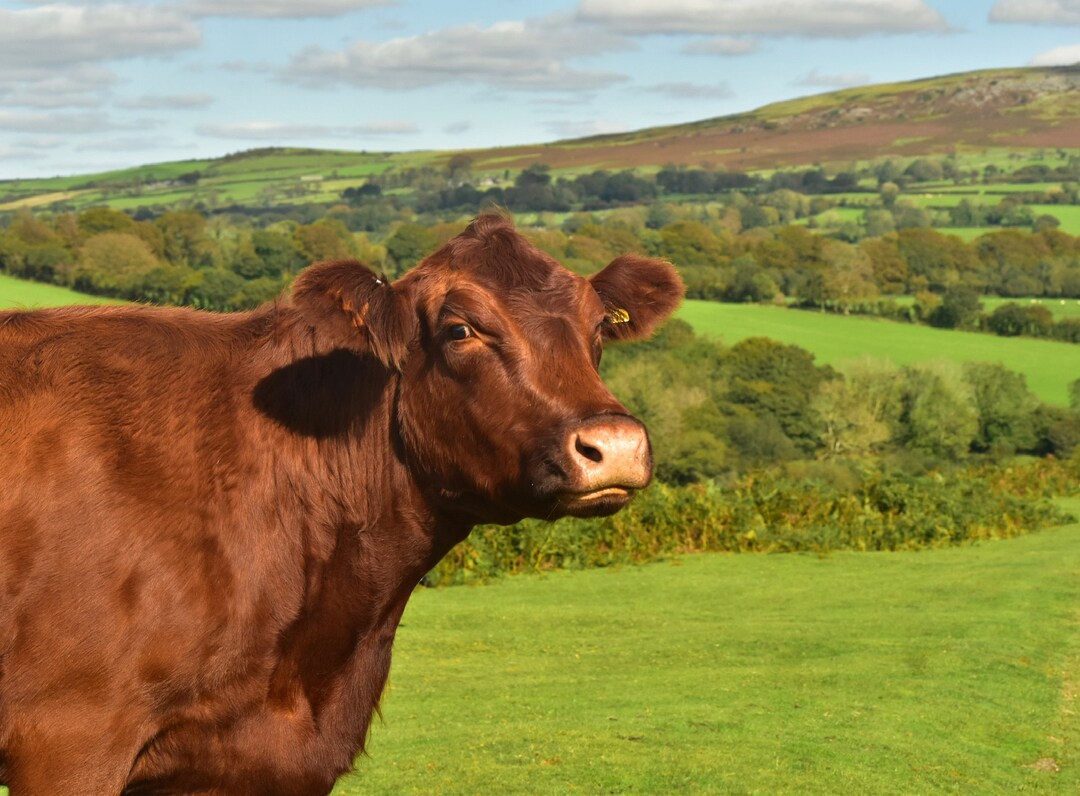 Ruby Red Cow, Dartmoor A4 Print - Etsy