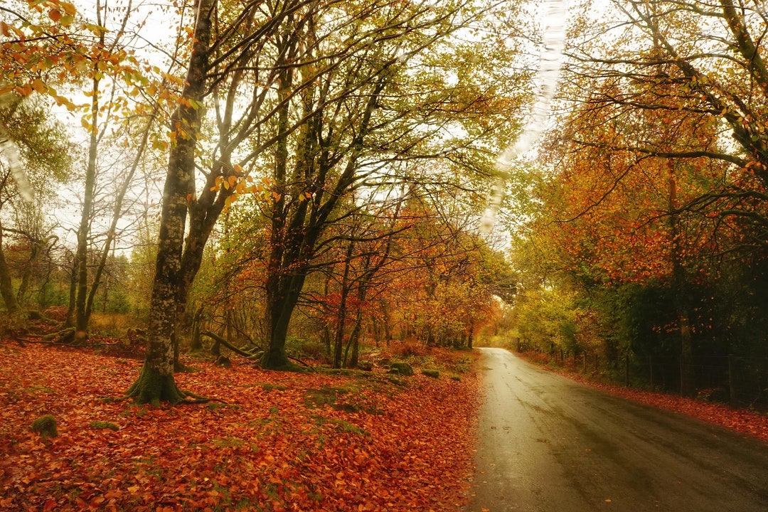 Autumn Lane at Burrator Reservoir, Dartmoor 12 by 8 Photographic Print ...