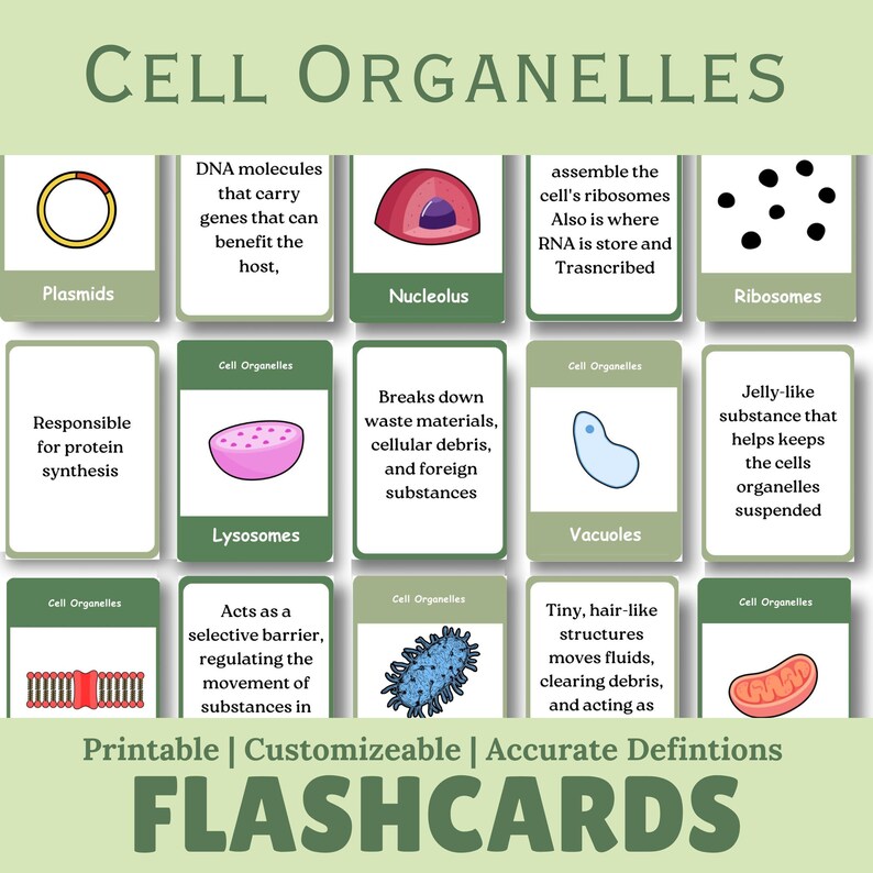 Cell Organelle Flashcards/matching Cards | for Students & Teachers ...