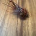 Strong Arm Fiddler Crab Fly - 3-pack, Size 1 - Etsy