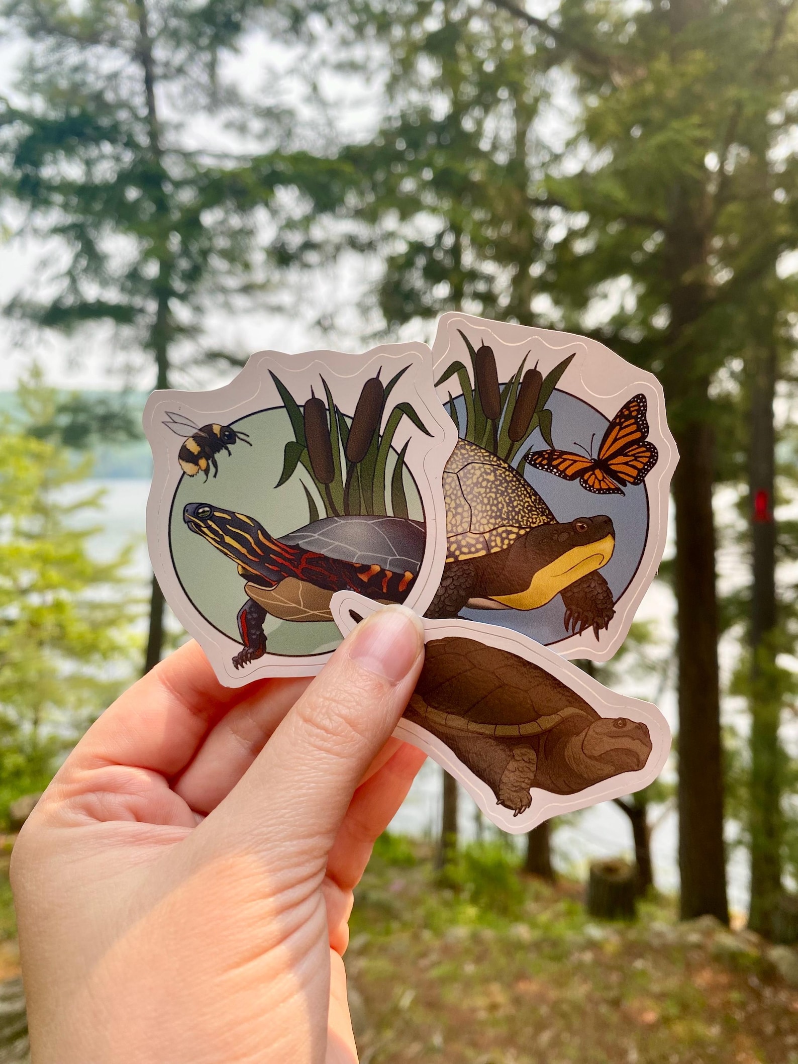 Ontario Turtles 3 Waterproof Sticker Pack for Waterbottles, Blandings ...