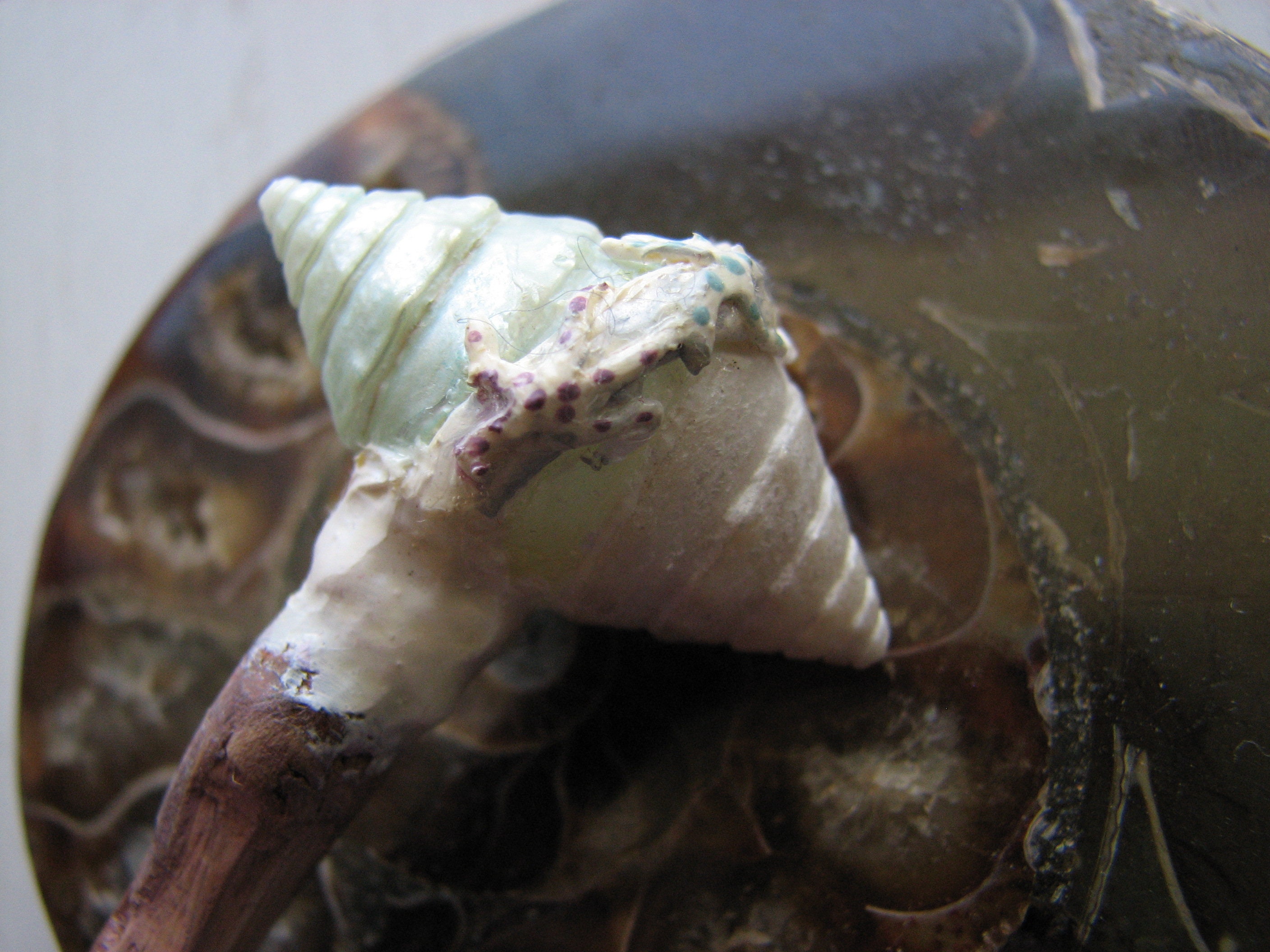 Beach Lovers Gift - Cone Shell Shawl Pin, Wood Hair Stick, Shell Pin ...