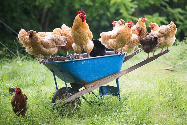 Chickens on the Wheelbarrow - Etsy