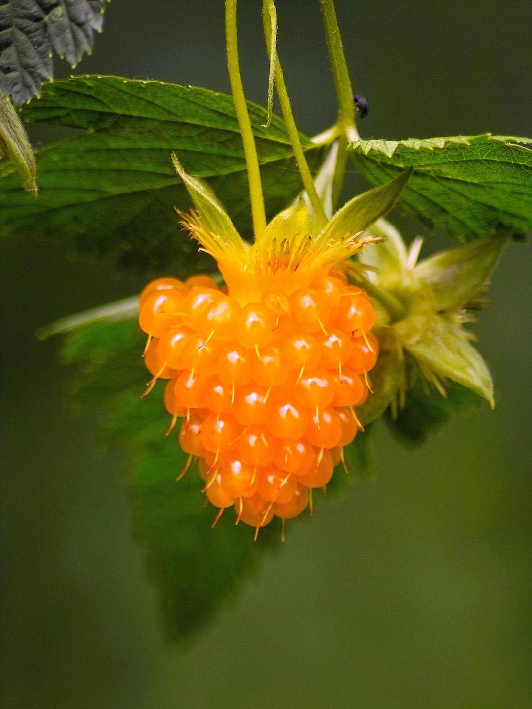 Russian Raspberry Seeds – 20 Salmonberry (rubus Spectabilis) Fruit ...