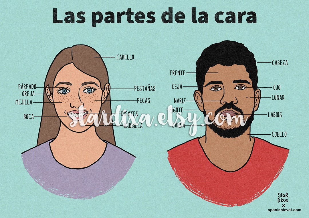 Illustrated Poster Print With Vocabulary in Spanish About the Parts of ...
