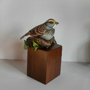 White Crowned Sparrow Hand Sculpted, Hand Painted Polymer Clay Life ...
